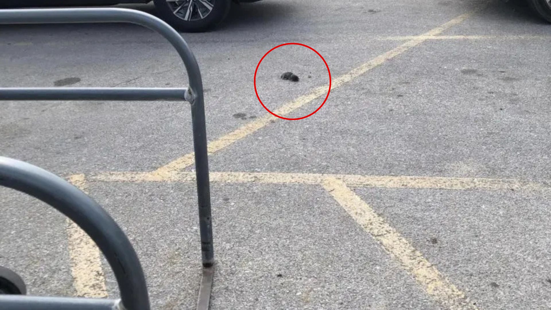 Nebraska Woman Spots An Unusual Shape In A Parking Lot And Realizes It ...