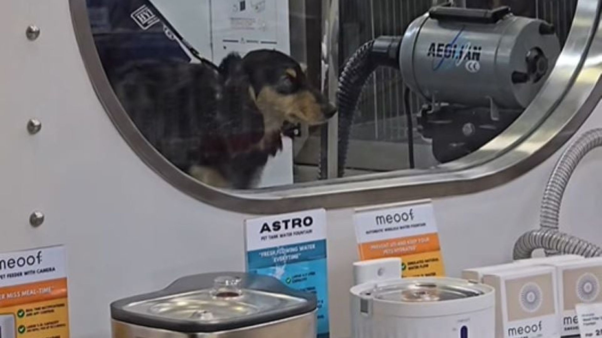 New Hampshire Dog’s Grooming Day Becomes Unforgettable With One ...