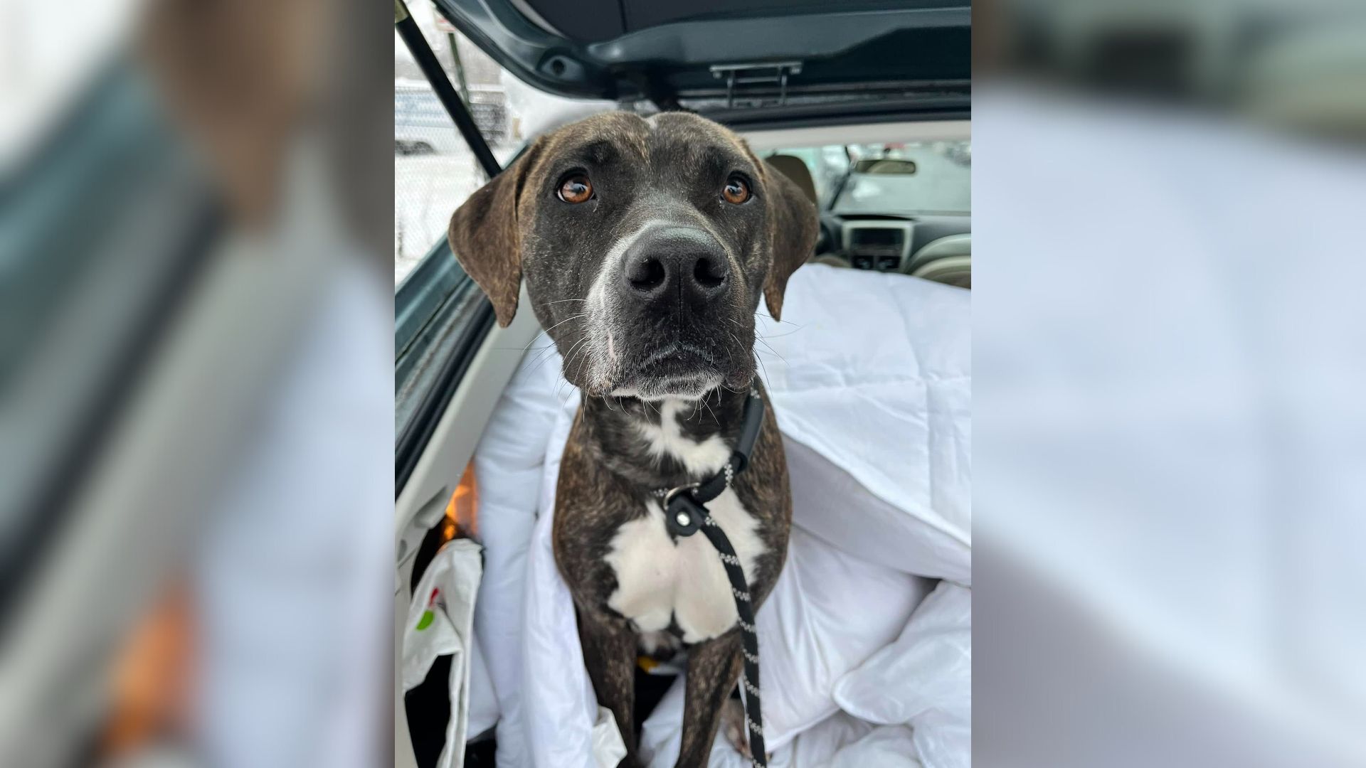 New York Shelter Dog Struggles To Trust Anyone After A Painful Goodbye