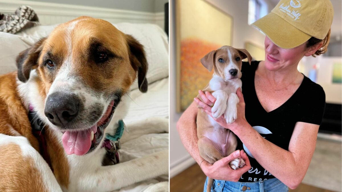 North Carolina Dog Discovers Love After Hurricane Brings Unexpected ...