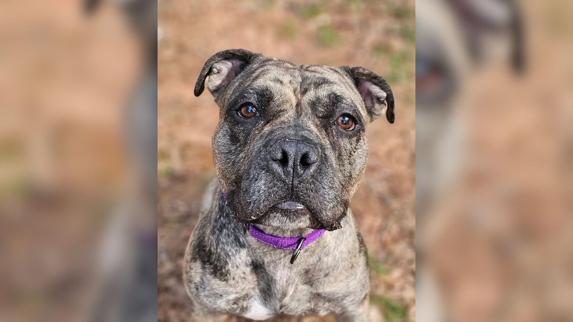 North Carolina Dog Nearing Birth Keeps Her Distance Until A Gentle ...