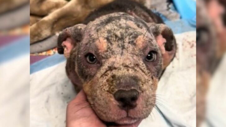 North Carolina Dog With Mange Finds Unexpected Comfort In The First ...