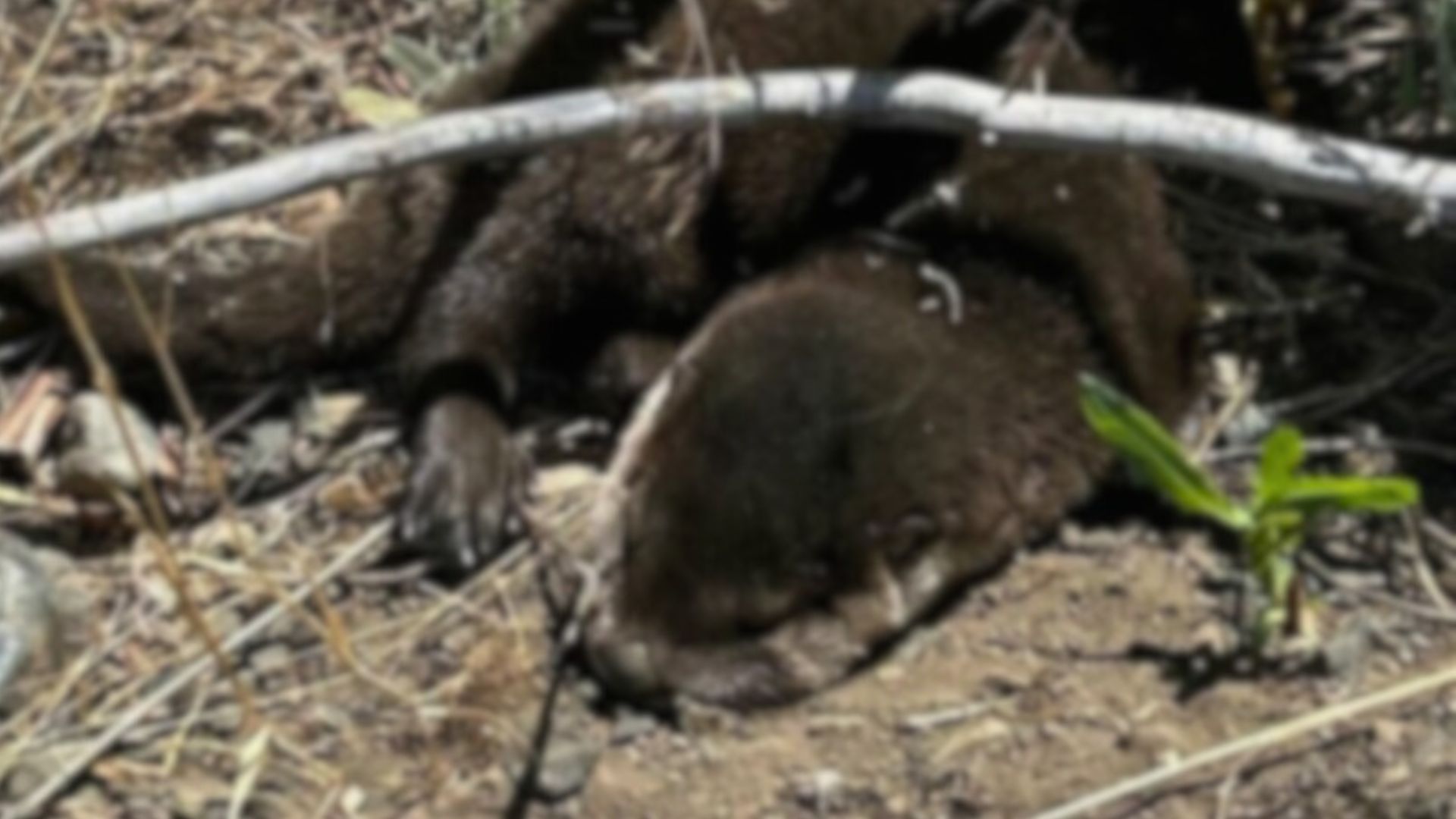 Officer On Duty Spots Something Unusual Along An Oregon Road And Makes ...