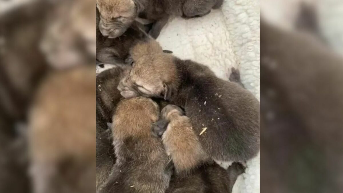 Oregon Woman Is Stunned To Discover The “Puppies” She Rescued Were Not ...