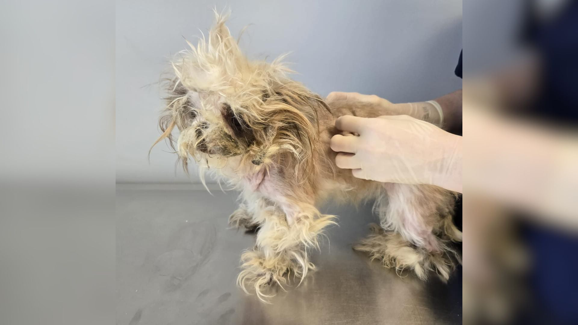 Pennsylvania Dog’s Hidden Suffering Revealed As Shelter Steps In For A ...