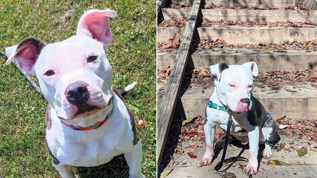 Pennsylvania Pittie Abandoned Outside Shelter Twice Still Believes Love ...