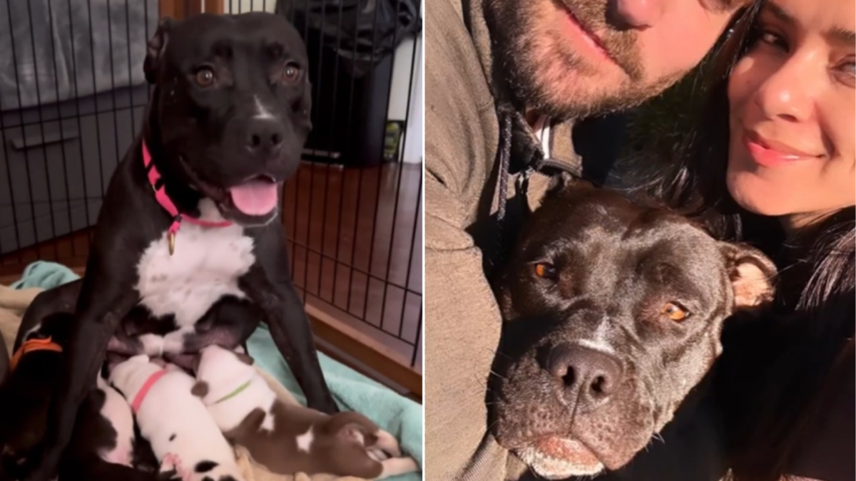 Pitbull Mama Leaves California Foster Home With Bittersweet Goodbye And ...