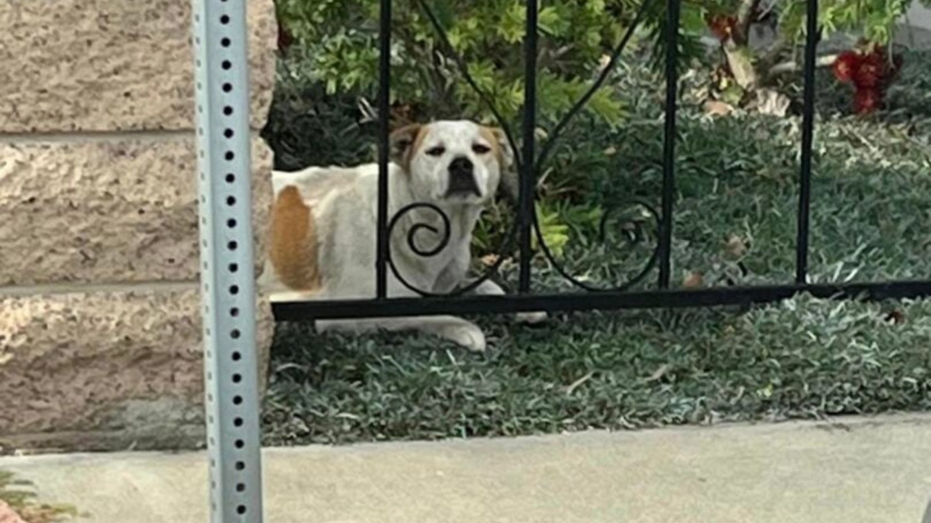 Pregnant California Stray Finds Refuge After Rescue Responds