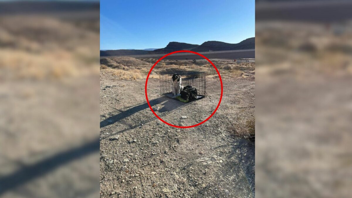 Puppies Trapped In A Cage Stare Out At Utah Desert Hoping For A Miracle