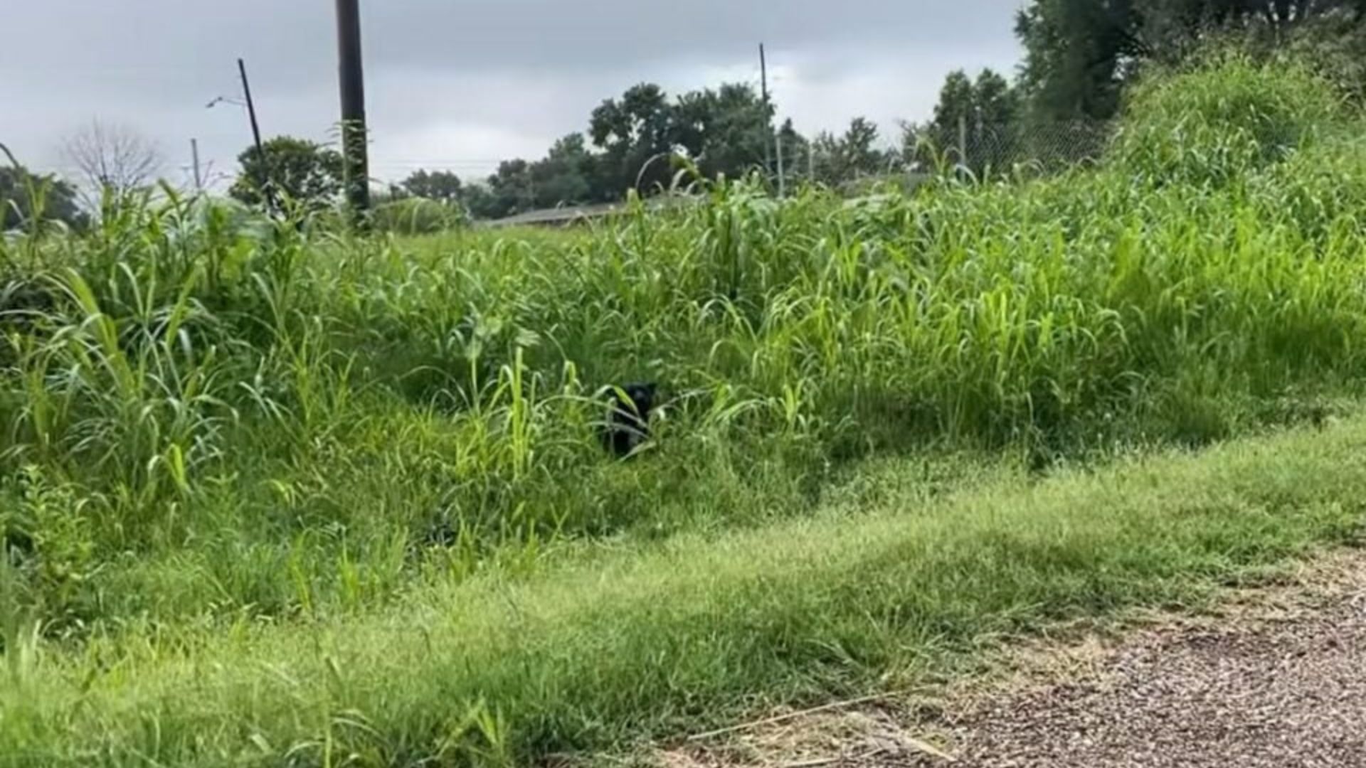 Puppy Trembles Beside Missouri Highway As Rescuers Push Through Tall ...