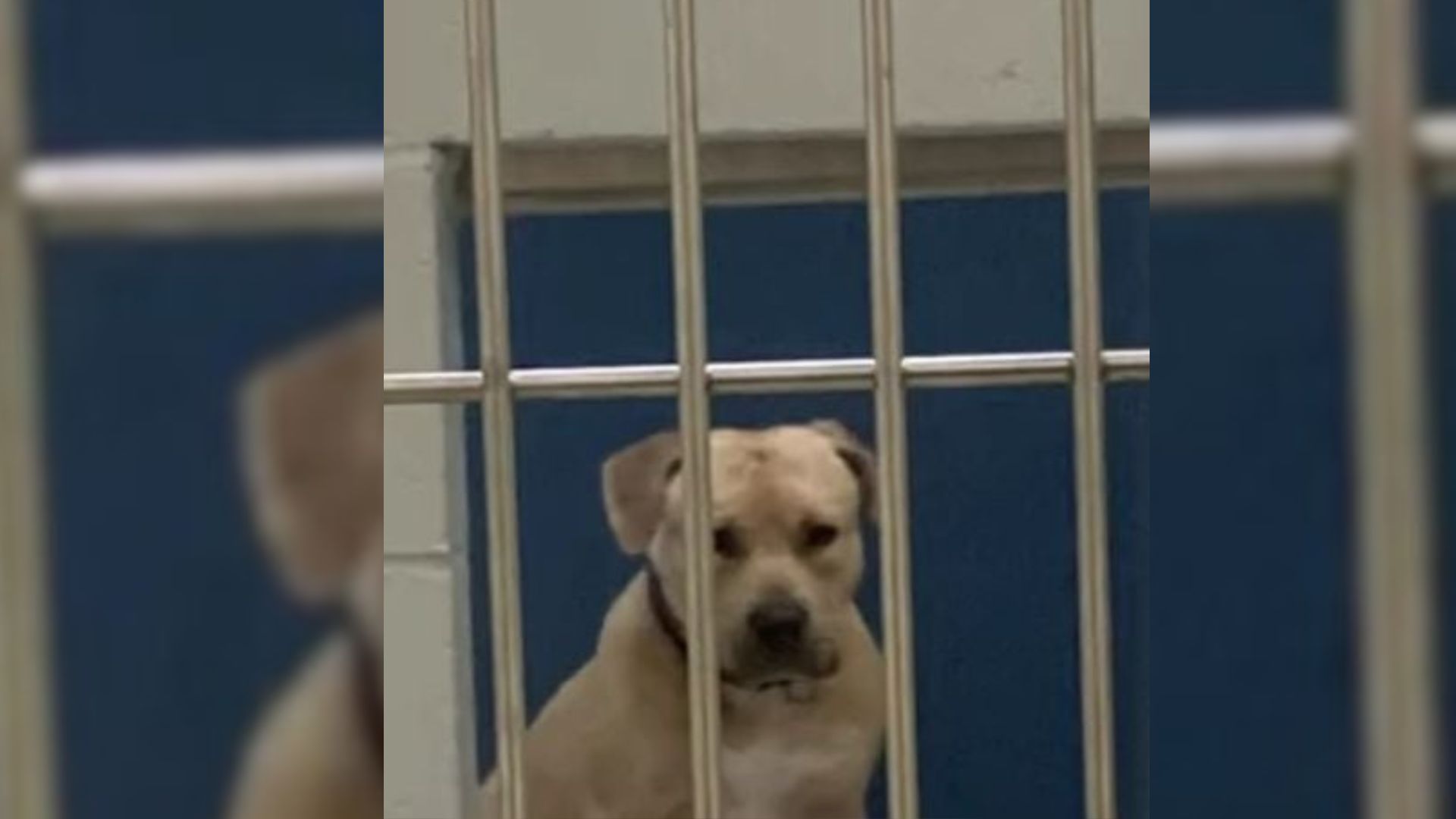 Shy Dog In Maryland Shelter Finally Gets Noticed When A Girl Begs Her ...