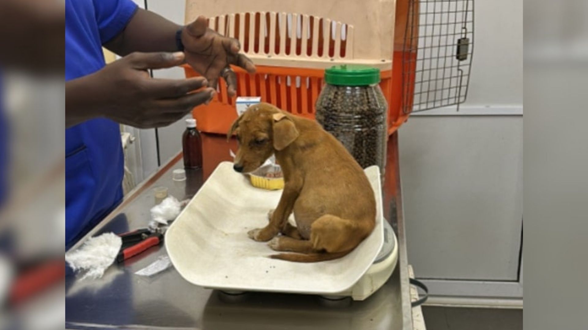 Starving Puppy Found In New Jersey Grows Into A Bambi Lookalike After ...