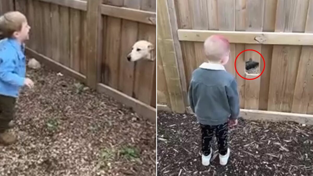 Stewie The Dog Makes Texas Family’s New Home Feel Extra Special With A ...