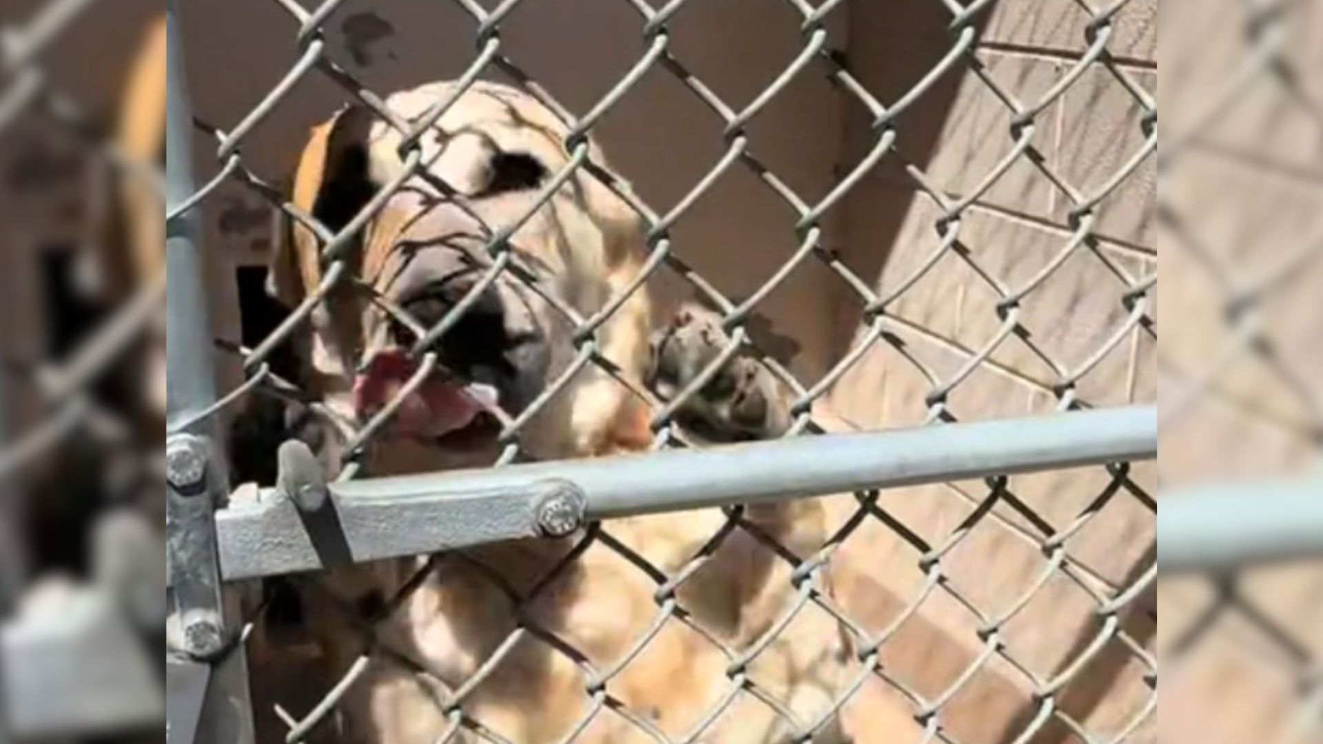 Texas Dog Waits Patiently For The Person Who Finally Sees His Sweetness ...