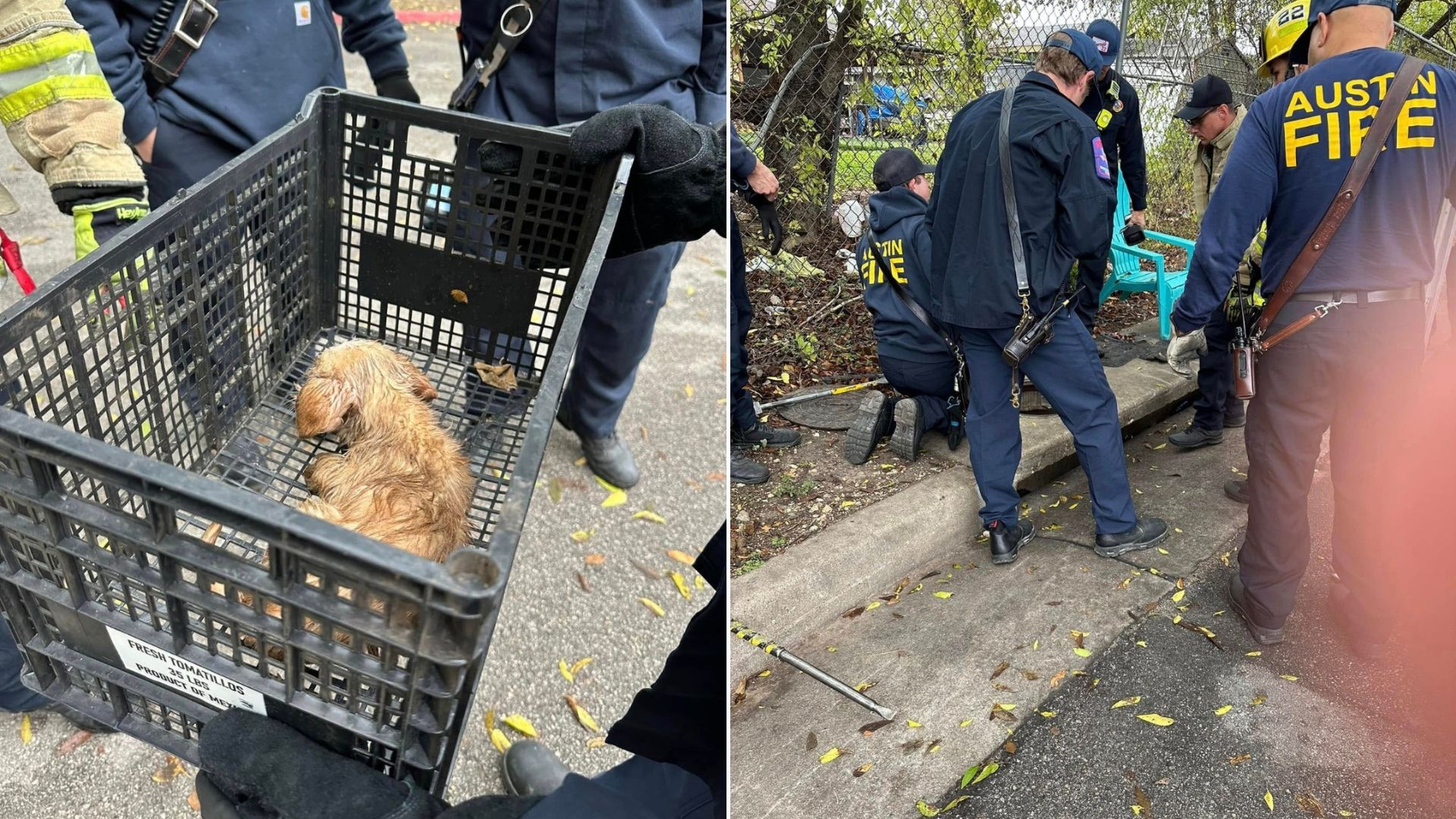 Texas Puppy Cries Out From A Drain And One Woman Refuses To Walk Away