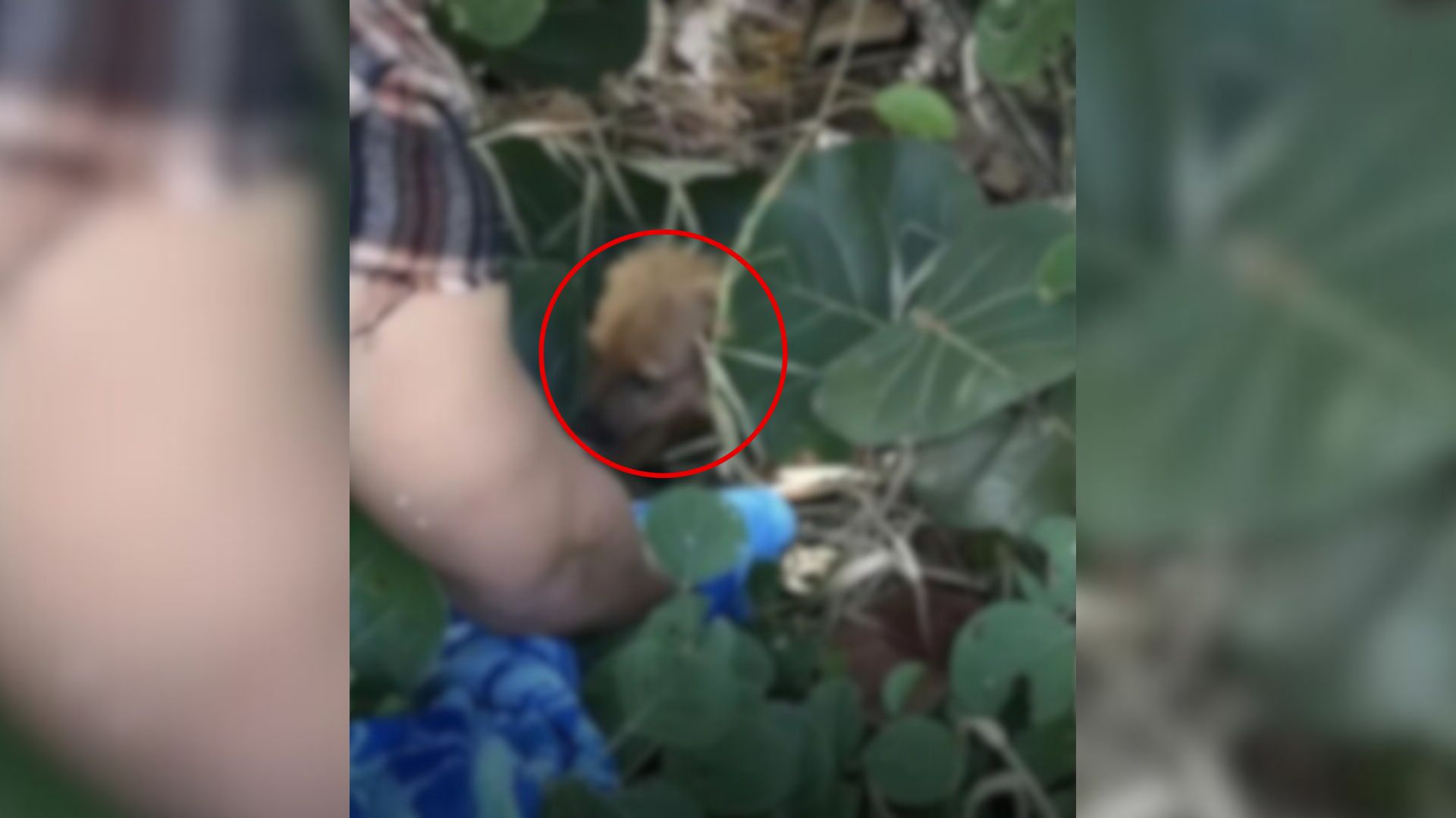 Unexpected Encounter In Florida Forest Leaves A Couple Forever Changed ...