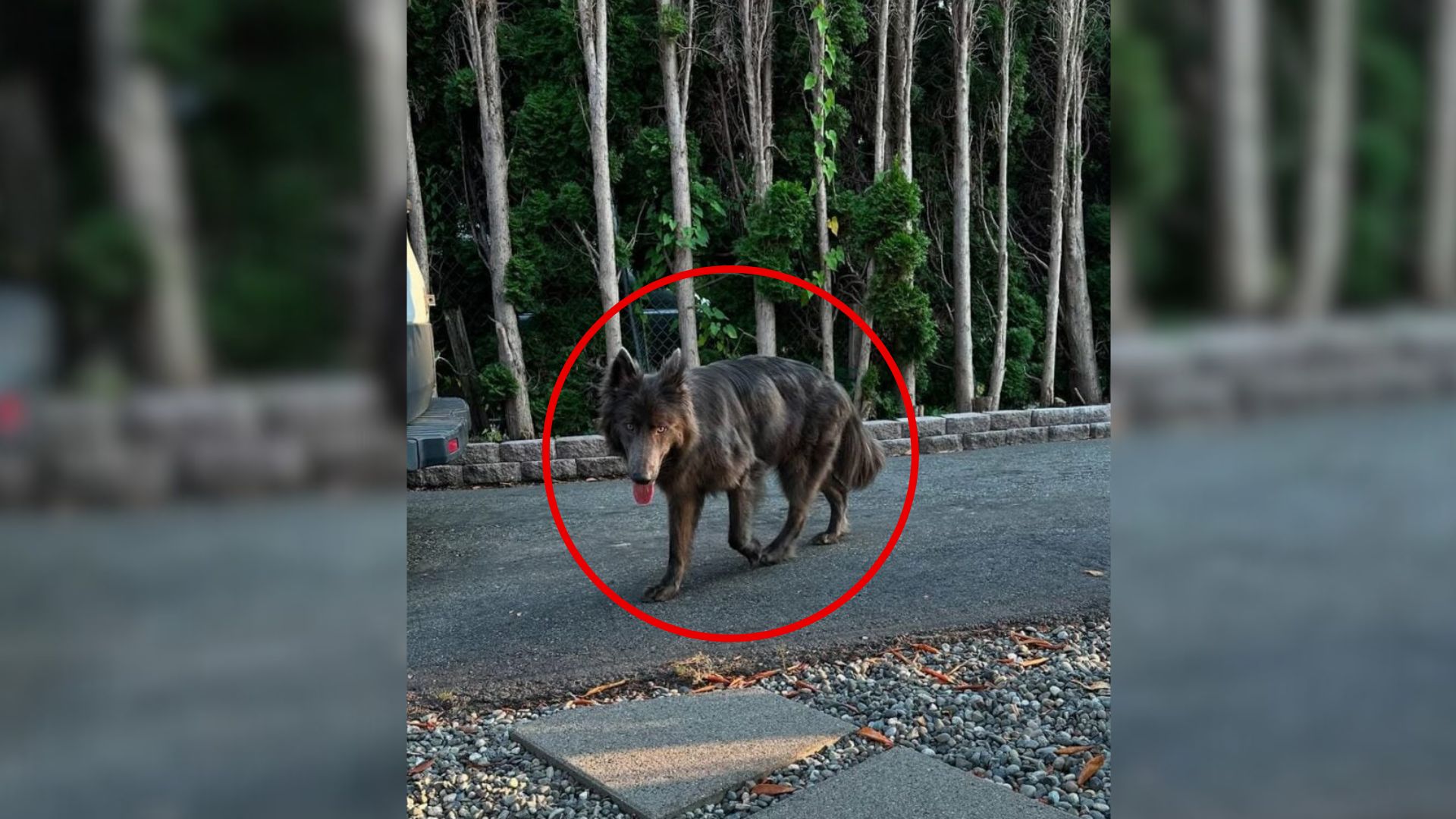 Washington Dog With Silky Blue Coat Sparks Worldwide Debate Over His ...