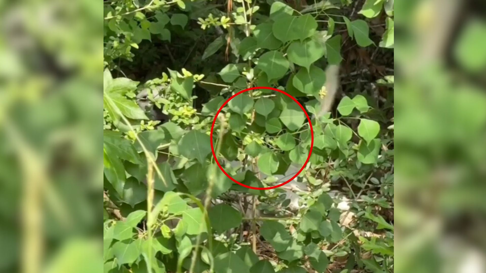 Woman Pulls Over After Seeing Something White In Texas Grass And Makes ...