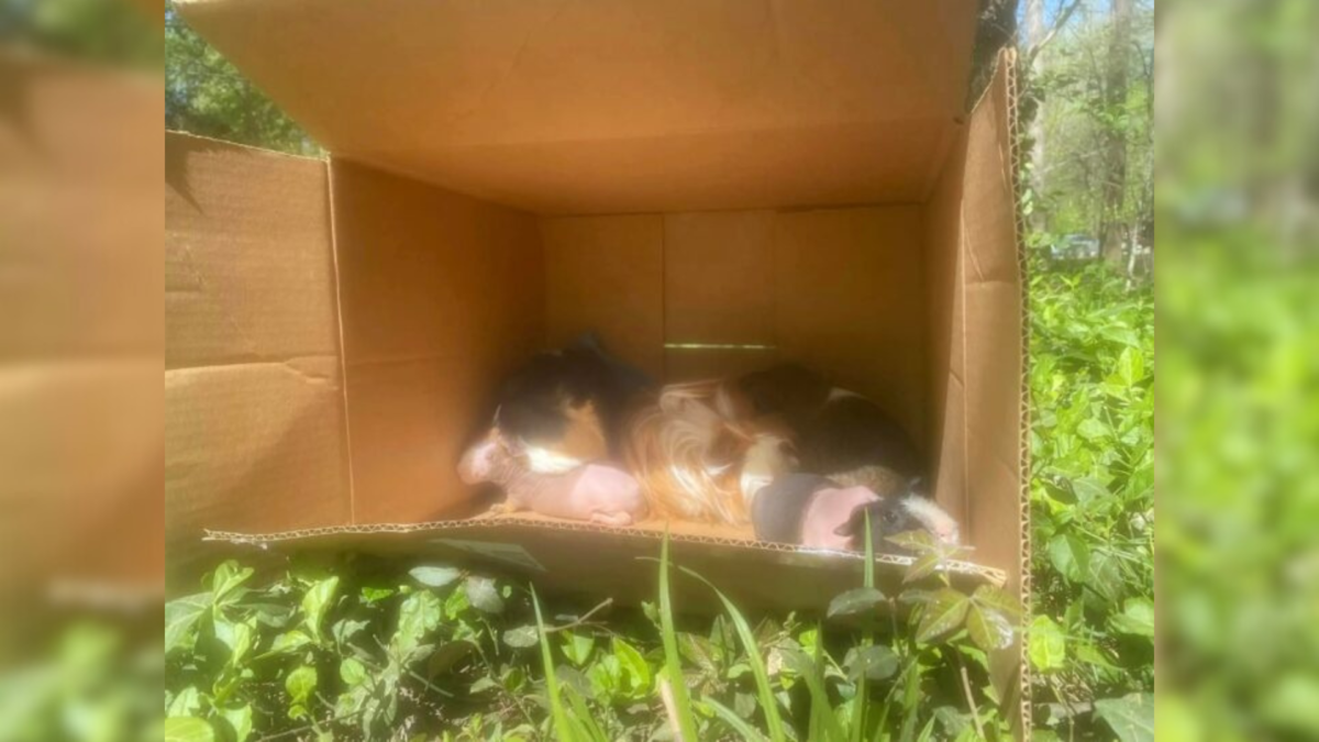 Kentucky Runner Peeks Inside Abandoned Box And Finds Six Tiny Creatures ...
