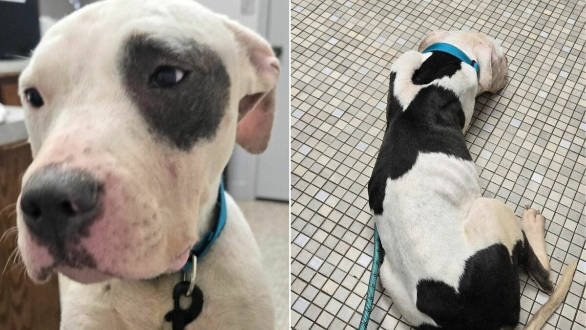 Oklahoma Rescuer Finds Two Pit Bulls Left Behind And One Shows Deep ...