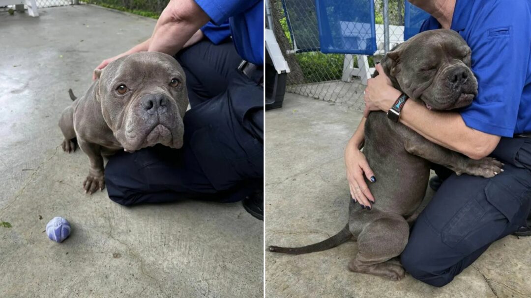 Texas Pup Once Alone And Afraid Finds Safety And Responds With A ...