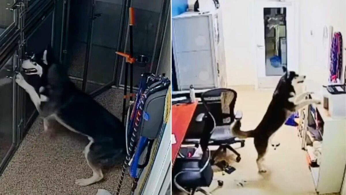 Arizona Husky Turns A Midnight Security Alert Into The Funniest Bust Of ...