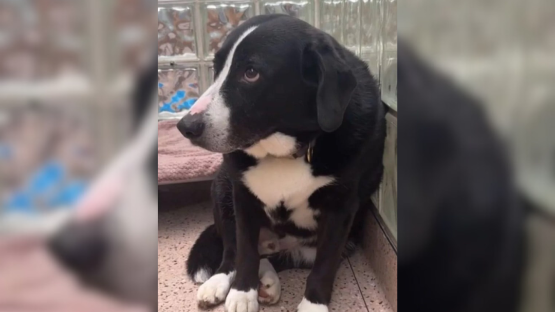 Dog Ends Up In Pennsylvania Shelter After 8 Years With The Family He ...