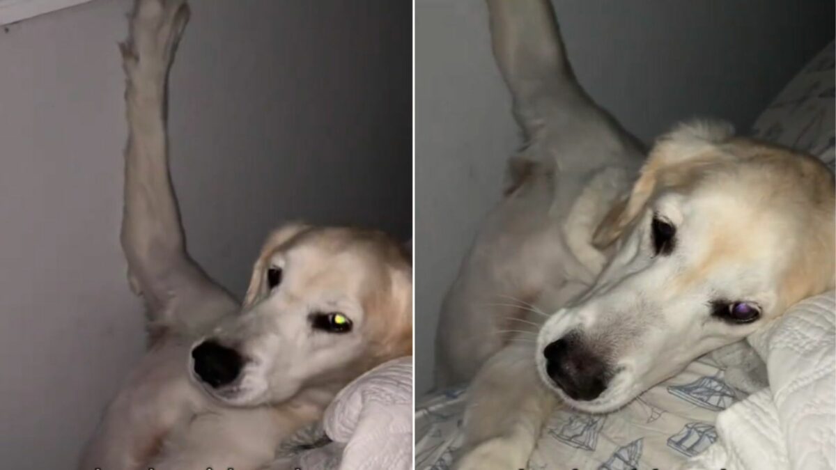 Indiana Dog Turns A Quiet Night Into Total Chaos After Getting Stuck In ...