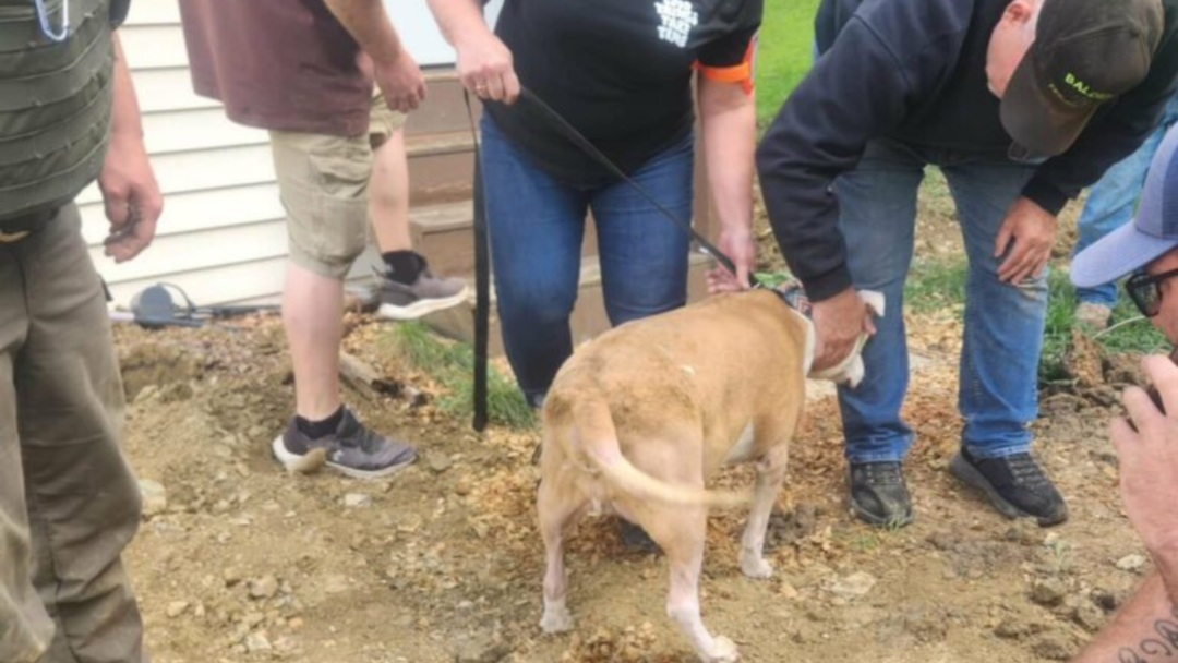 New York Senior Dog Clings To One Backyard Ritual Until His Sitter ...