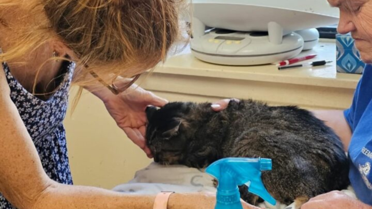 Texas Cat Survives The Flood In A Spot So Unlikely Even Rescuers Were ...