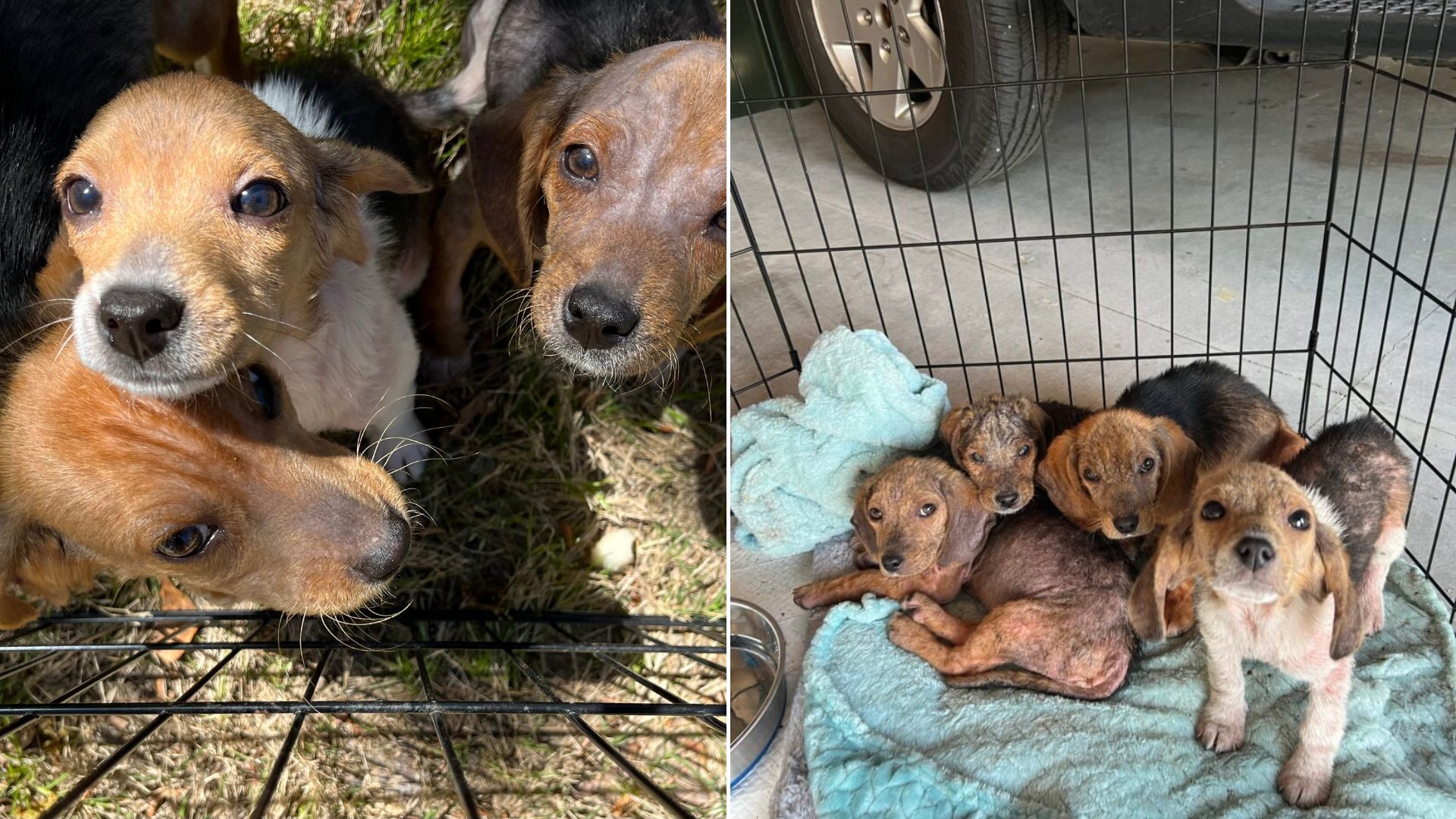 Virginia Rescuers Pull Four Beagle Puppies From A Dumpster And Face A ...