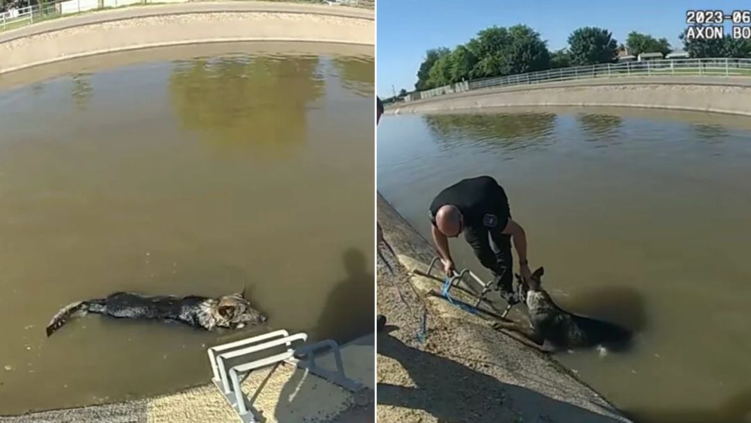Arizona German Shepherd Will Not Come Close Until An Officer Remembers ...