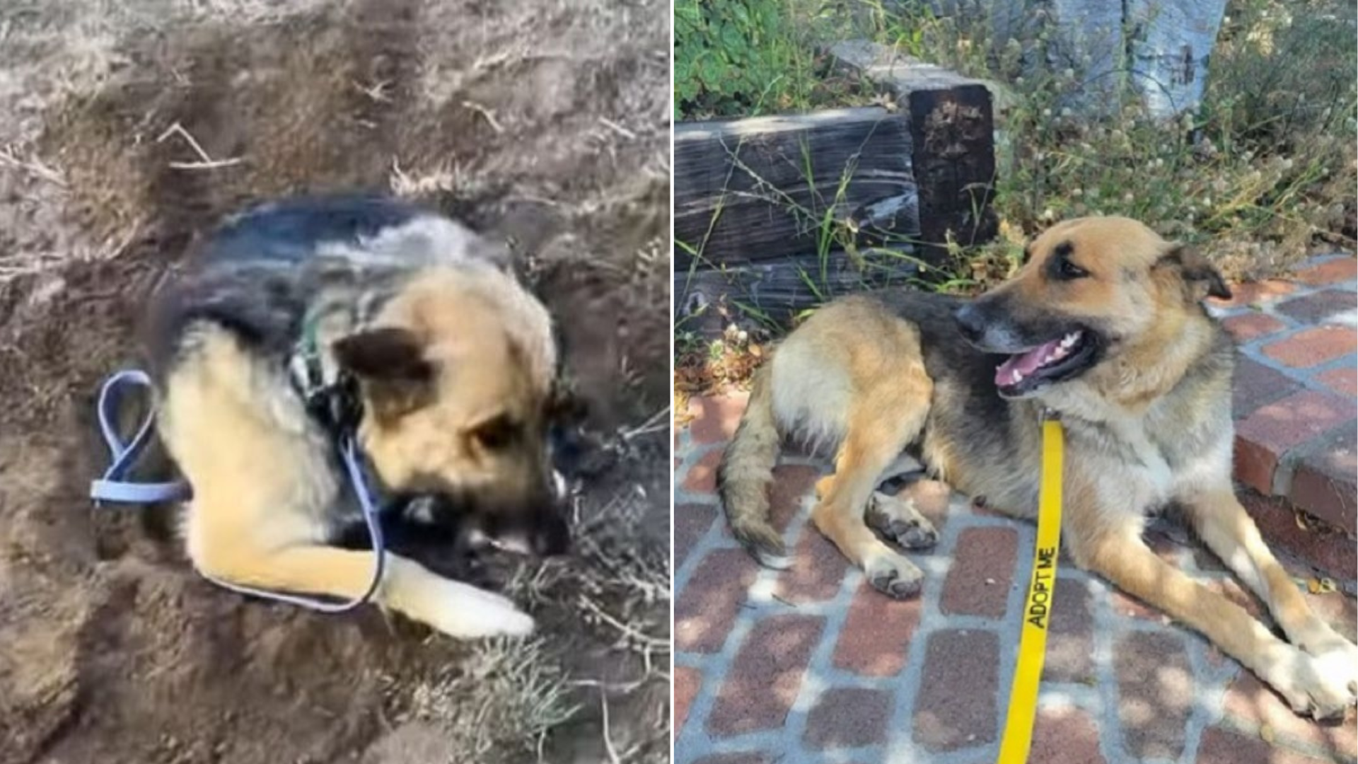 California Rescuer Brings Home A Scared Mama Dog Who Still Sleeps Like ...