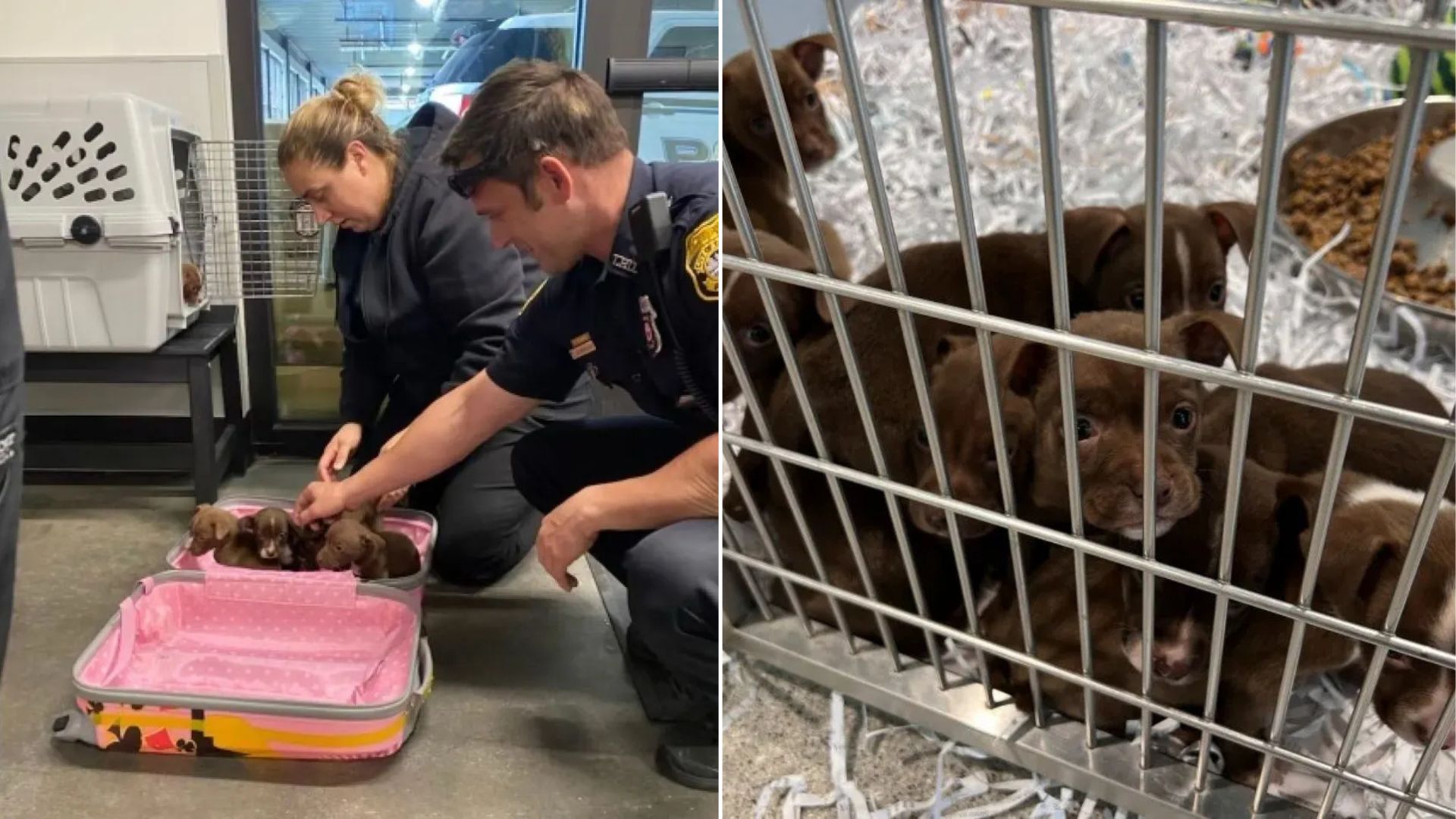 Florida Officers Hear Faint Cries From A Pink Suitcase And Find Puppies ...