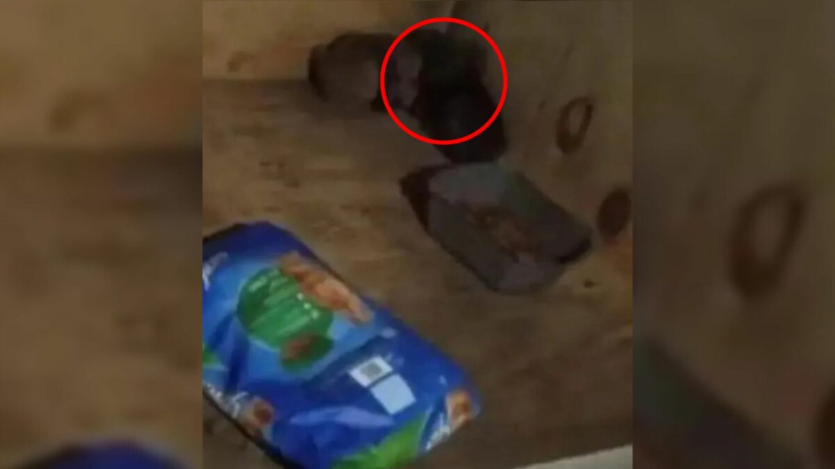 Georgia Shelter Workers Open A Donation Box And Find Two Tiny Guests ...