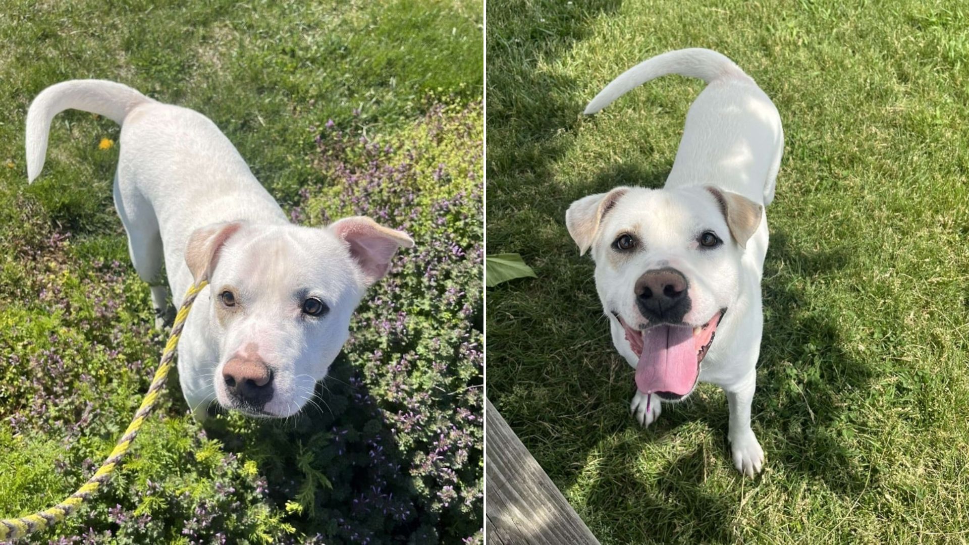 Illinois Dog Waits Eagerly To Leave The Shelter Before A Broken Promise ...