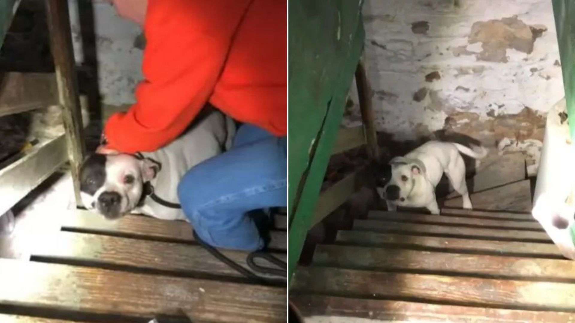 Missouri Dog Chained In An Empty Basement Wags Her Tail When Help ...
