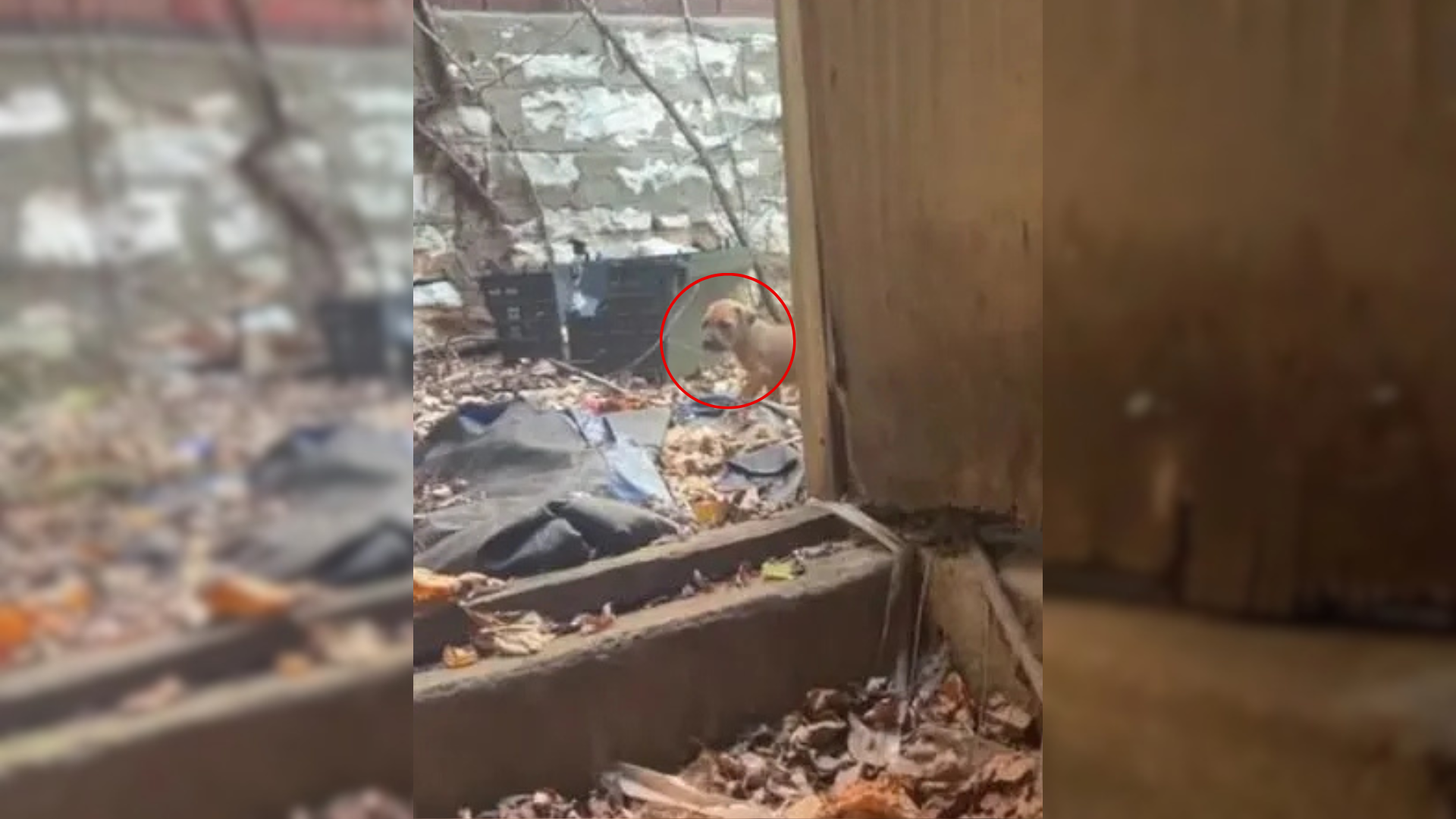 Missouri Rescue Call For One Abandoned Dog Turns Into A House Full Of ...