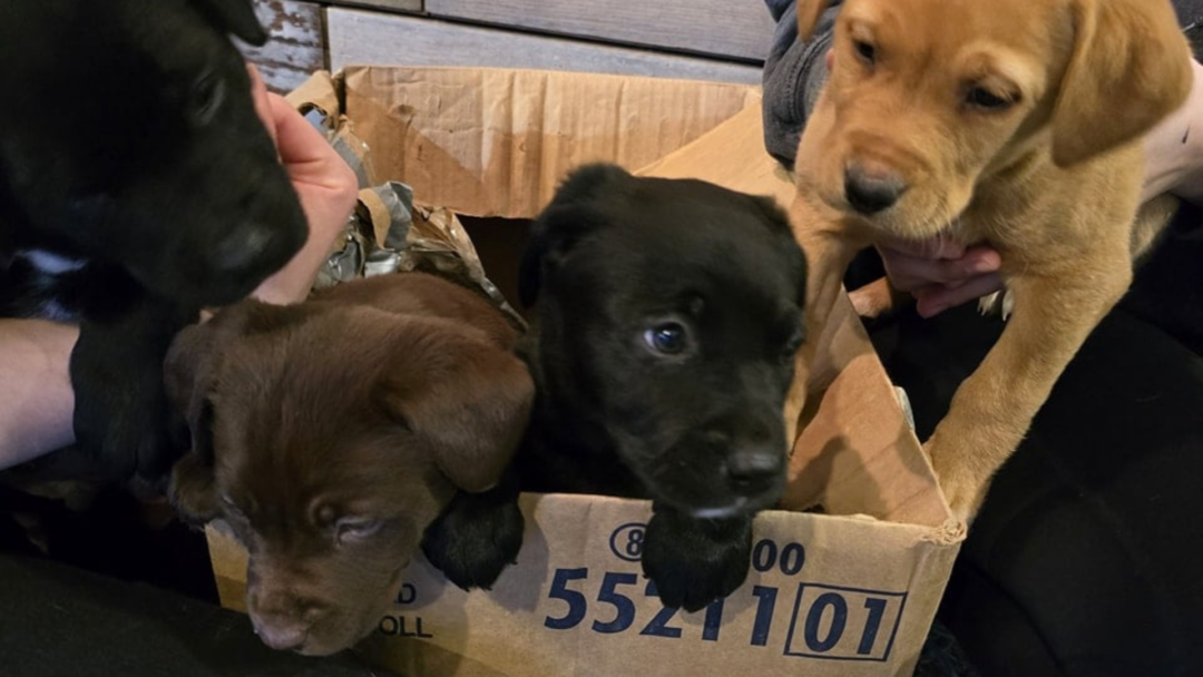 Missouri Shelter Workers Rush To A Box After A Car Speeds Away Into The ...