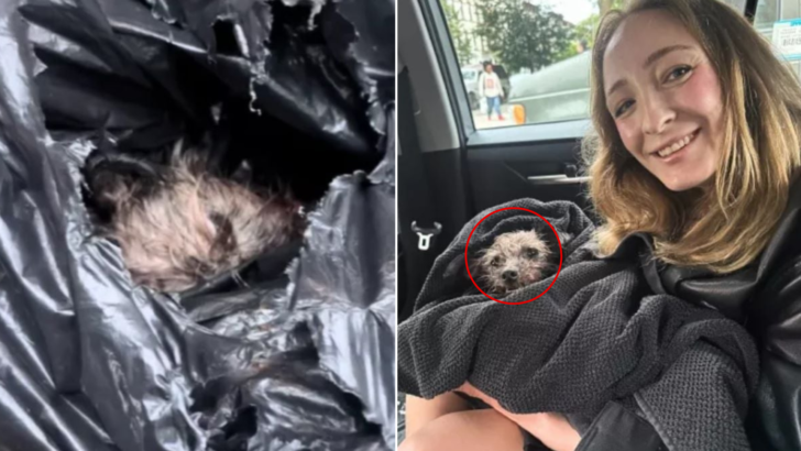New York Woman Keeps Checking Shelter Sites After Finding A Dog In A ...