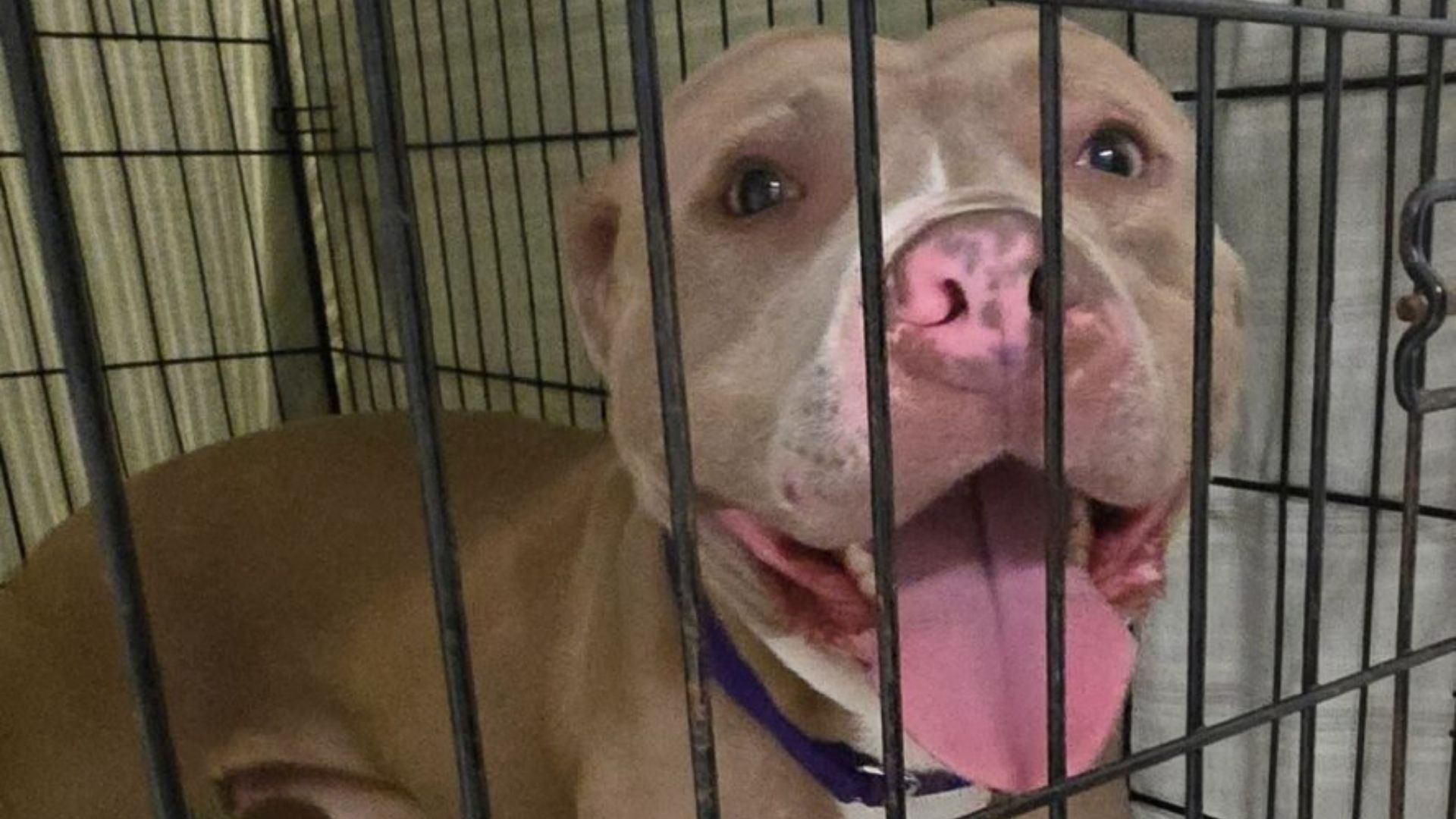Ohio Shelter Pup Comes Back Through The Doors Before Staff Can ...