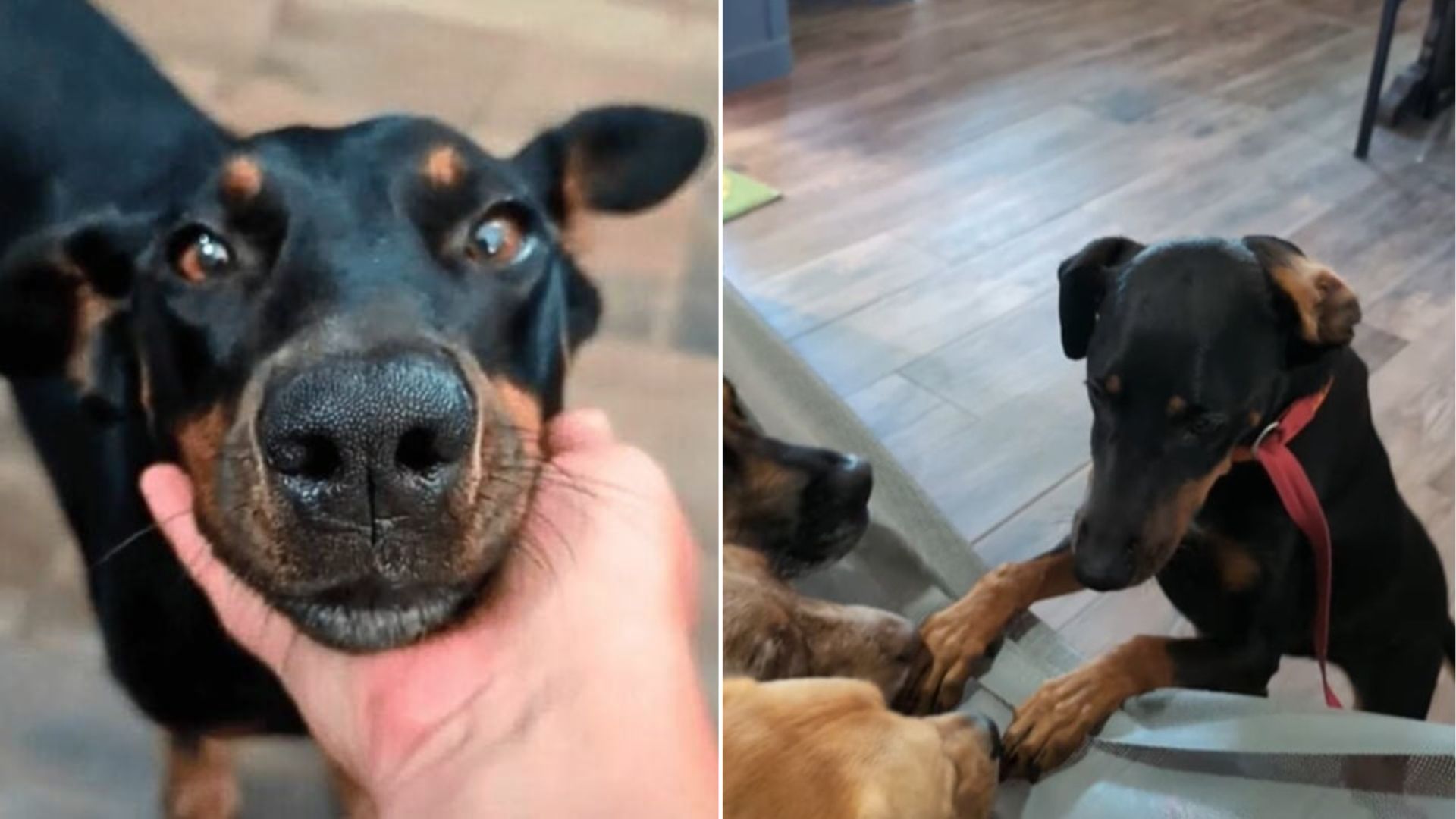 Oklahoma Dog Saved After A Car Accident Faces Another Heartbreak Before ...