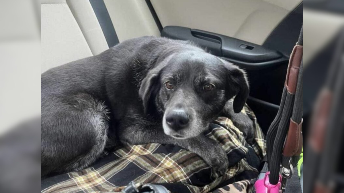 Senior Dog In New Jersey Was Returned Three Times For Reasons That Were ...