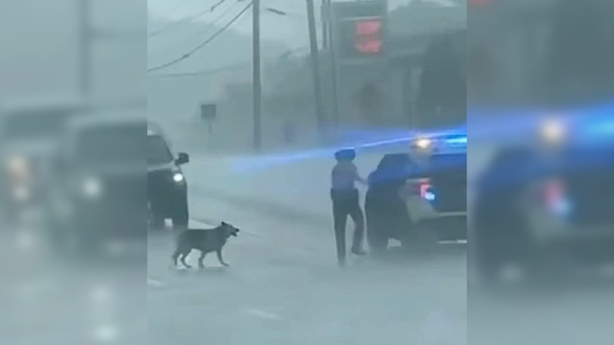 Tennessee Officer Spots A Dog In The Middle Of The Road And Turns On ...
