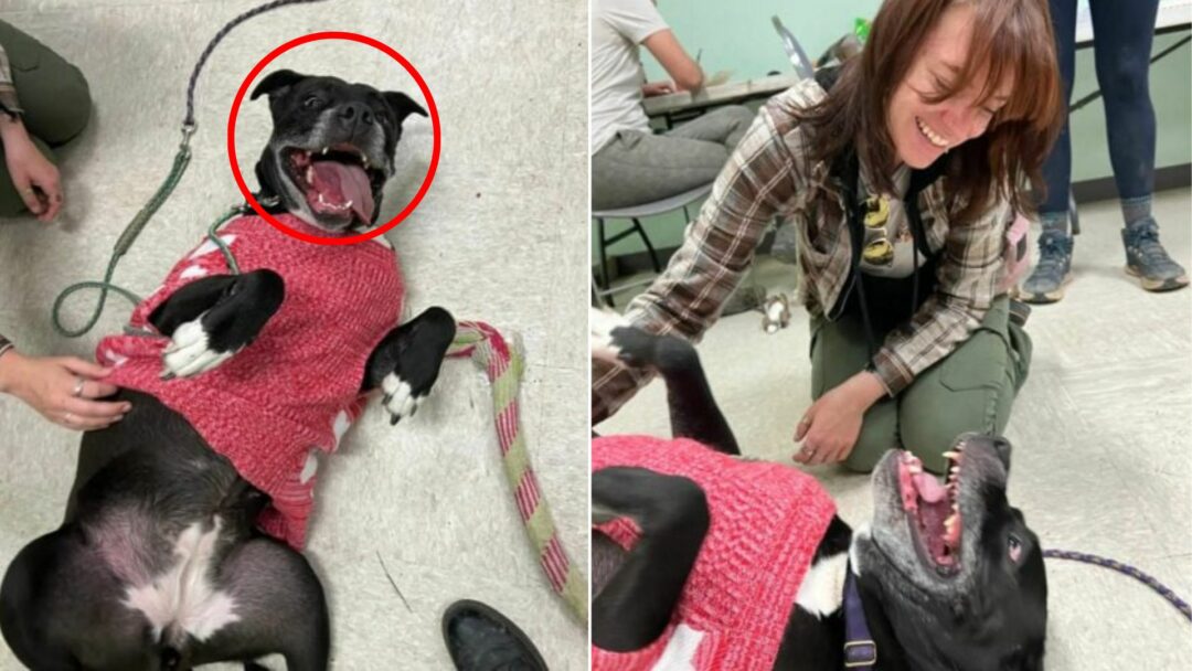 Texas Dog Who Spent 1,400 Days Waiting Gets The Farewell She Deserved