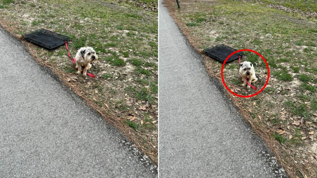 Texas Woman Inches Toward A Frightened Dog And Finds The Sweet Soul ...
