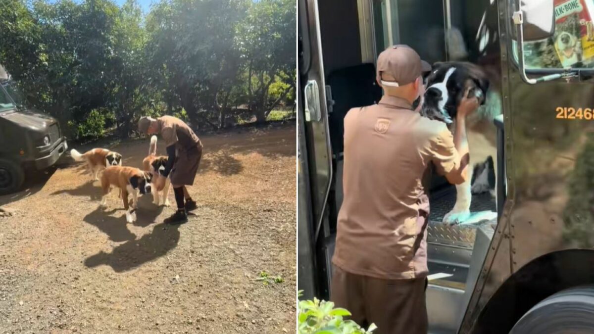 Three California St. Bernards Turn A Simple Delivery Into The Funniest ...