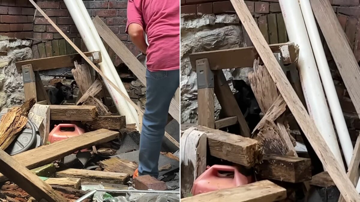 Tiny Missouri Dog Trapped Inside An Abandoned House Takes One Brave ...