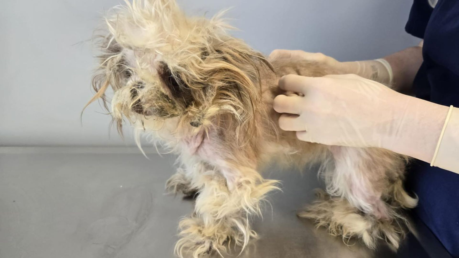 Tiny Pennsylvania Pup Covered In Matted Fur Leaves Shelter Staff ...
