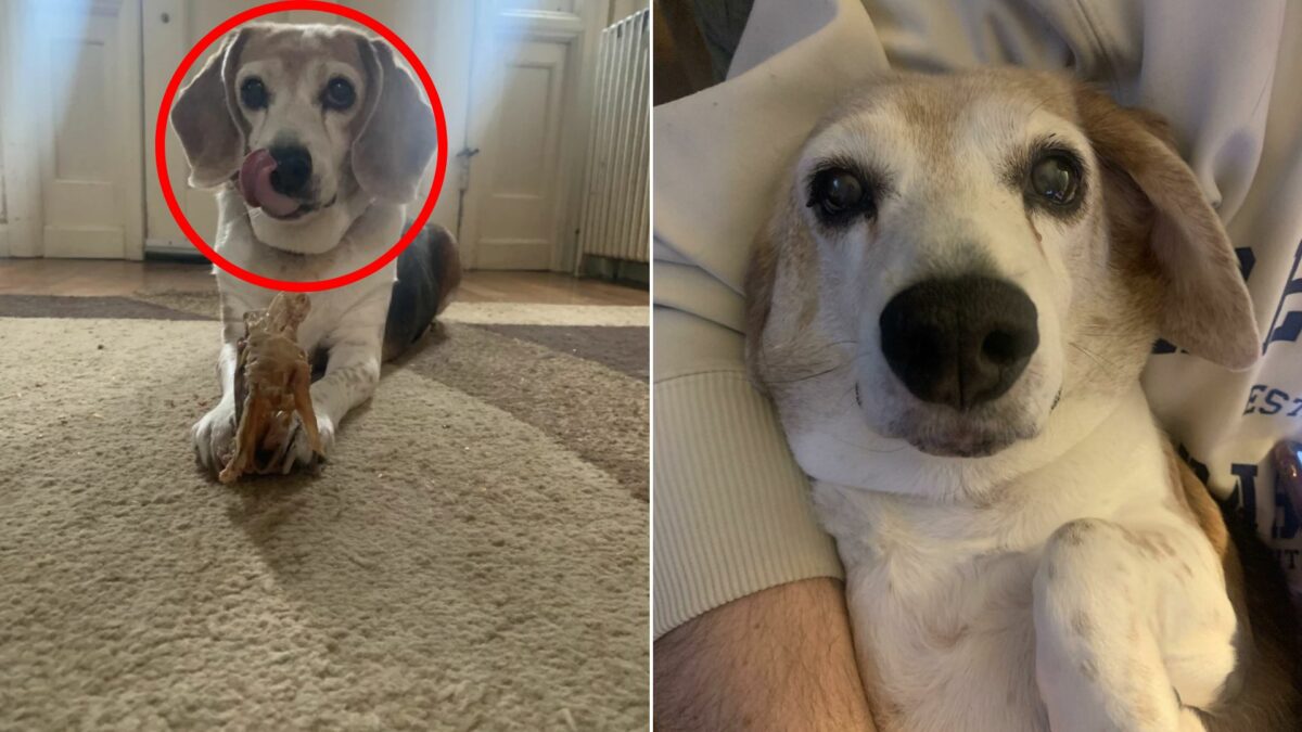 Alabama Woman Adopts A Senior Shelter Dog And Learns Her Past Was ...